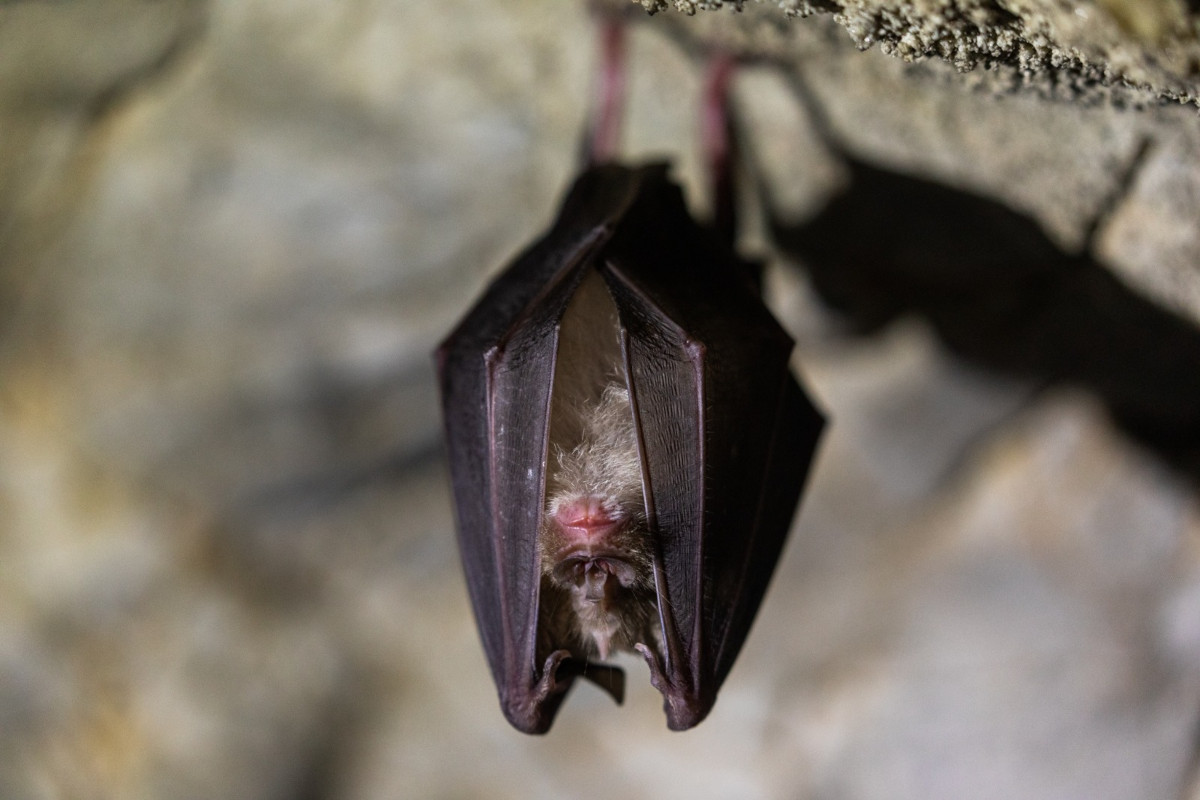 Liliecii: Cât este mit și cât este realitate din ce știm despre ei?